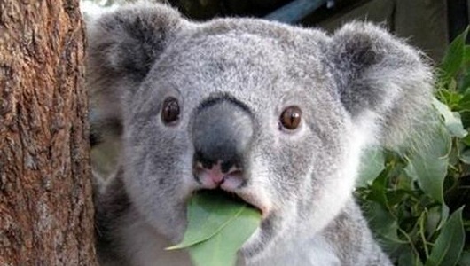Surprised Koala Bear Meme